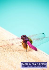 How To Keep Bugs Out Of Your Pool - Factory Pools Perth