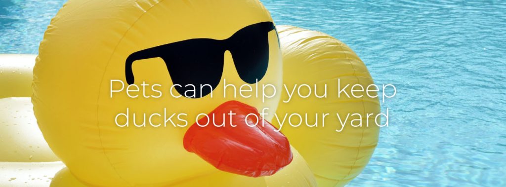 Why You Should Keep Ducks Out Of Your Fibreglass Pool - Factory Pools Perth