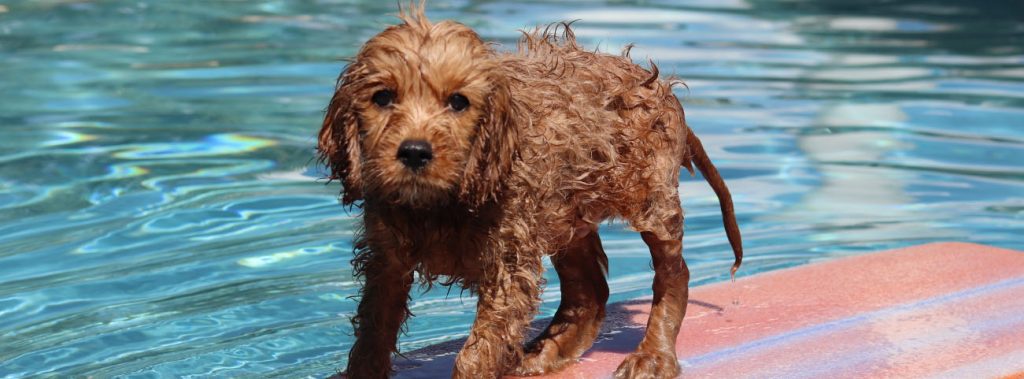 How to Protect Your Fibreglass Swimming Pool From Wind-Blown Dust and ...