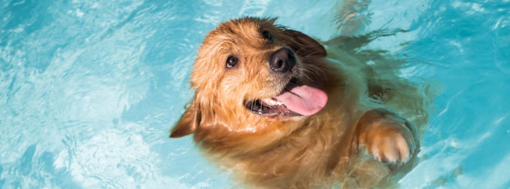 Here Are Some Great Safety Tips For Pool Owners With Dogs - Factory ...